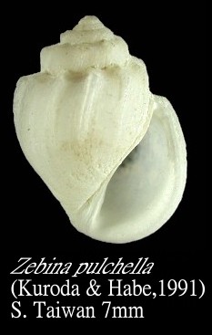 Untitled Document [shells.tw]